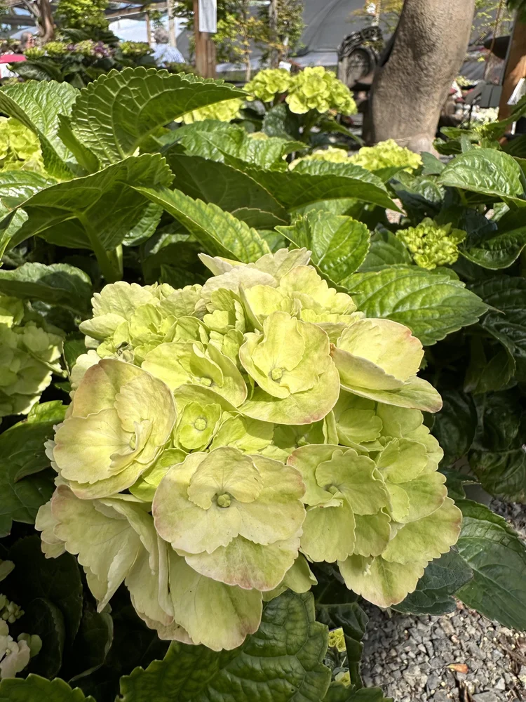 Seaside Serenade Hydrangeas — Sunnyside Nursery