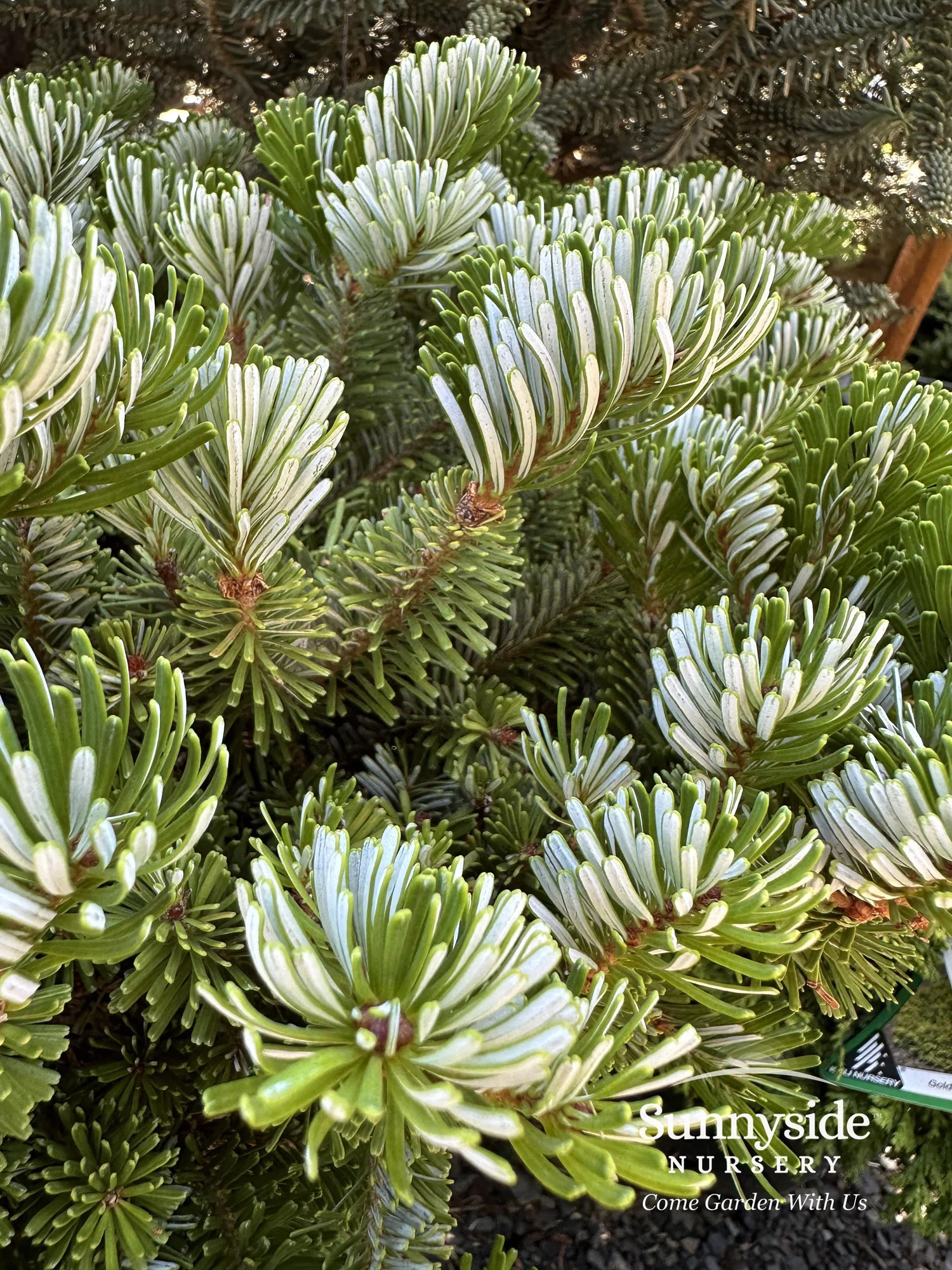 Conifers — Sunnyside Nursery