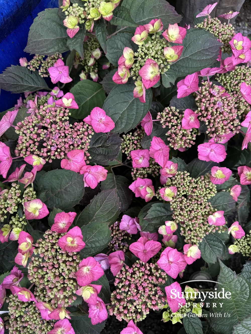 Mountain Hydrangeas — Sunnyside Nursery