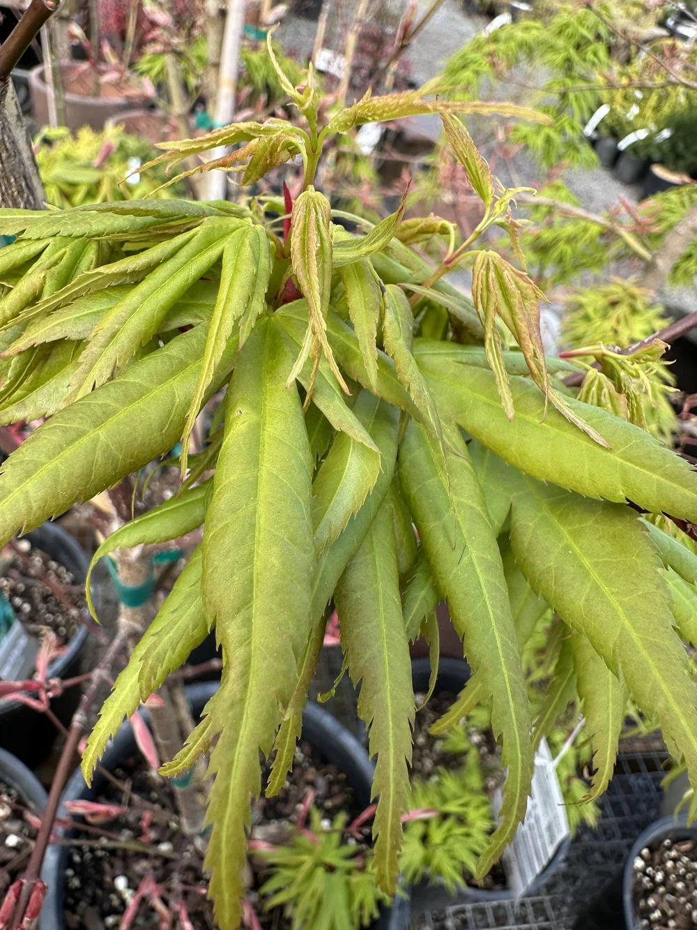 Specialty Japanese Maples — Sunnyside Nursery