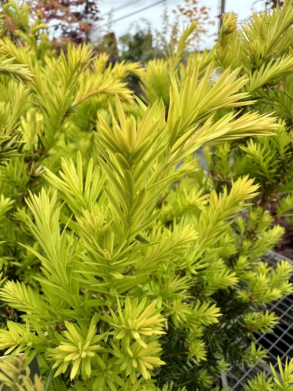 Taxus — Sunnyside Nursery
