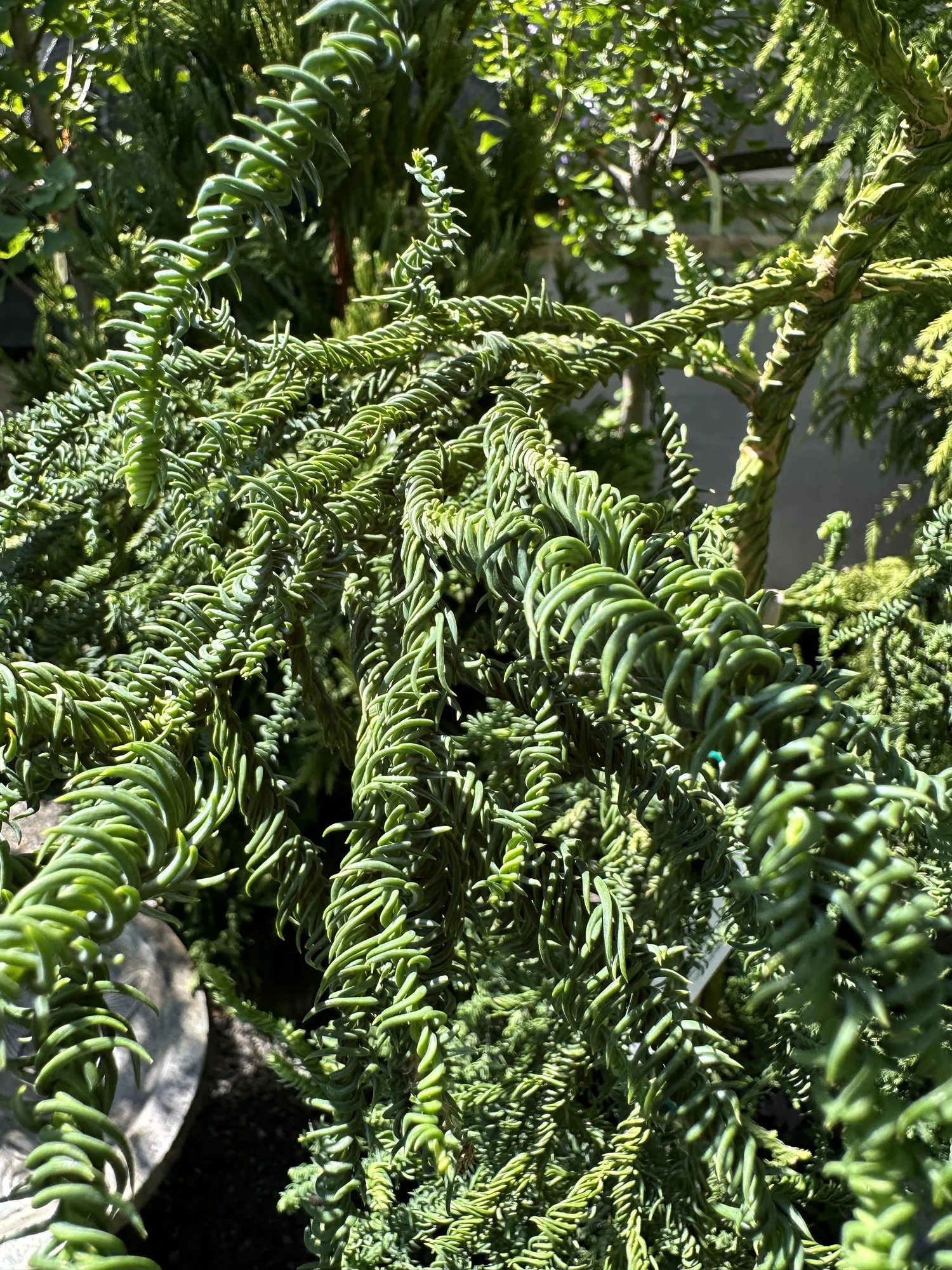 Cryptomeria — Sunnyside Nursery