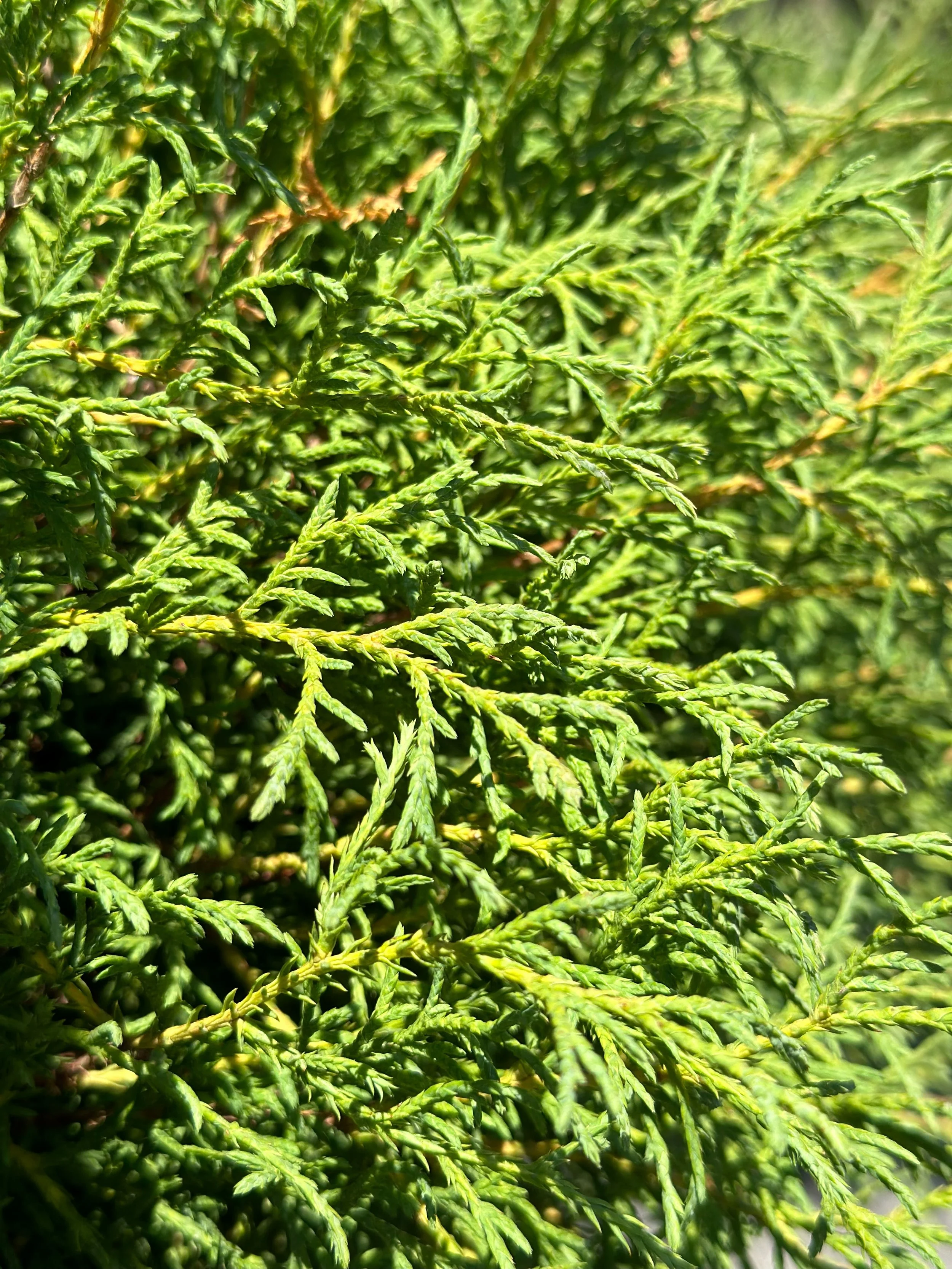 Thuja — Sunnyside Nursery