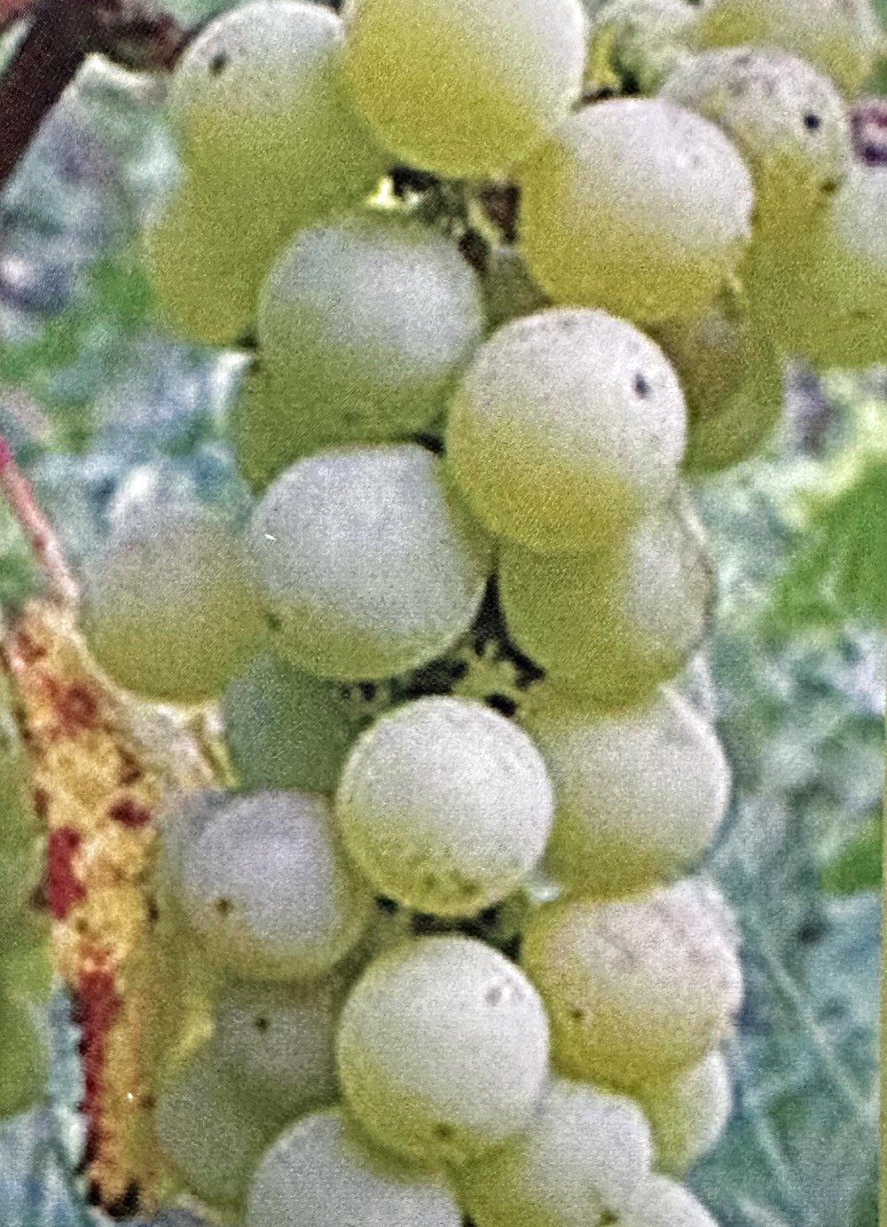 Grapes — Sunnyside Nursery