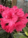 Pink Rhododendrons — Sunnyside Nursery