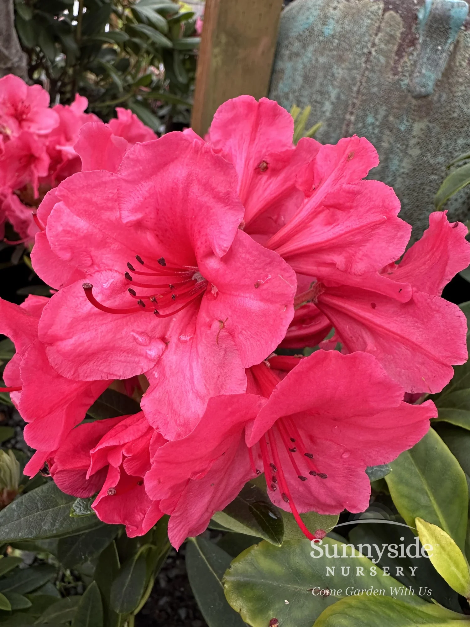 Pink Rhododendrons — Sunnyside Nursery