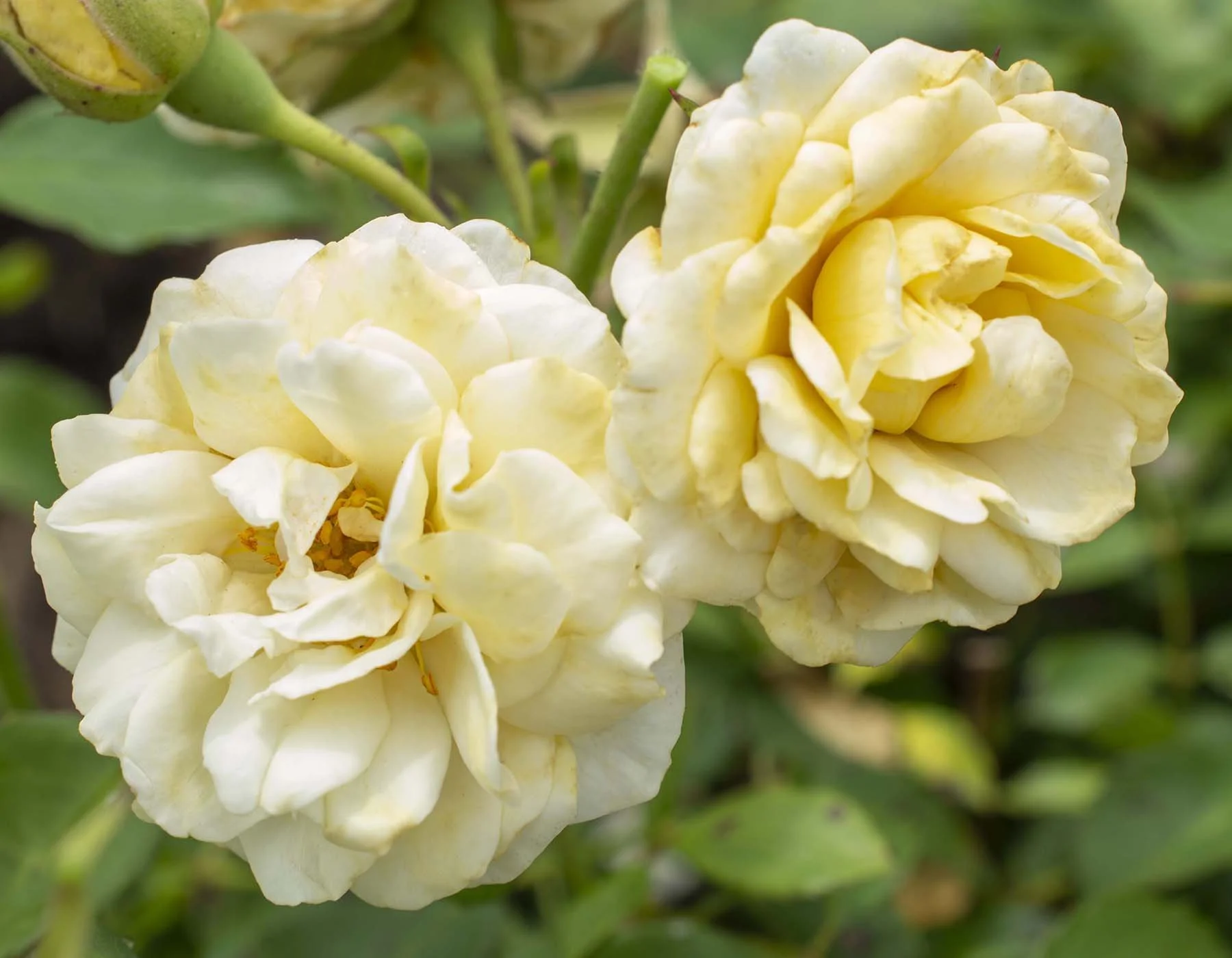 Shrub Roses — Sunnyside Nursery