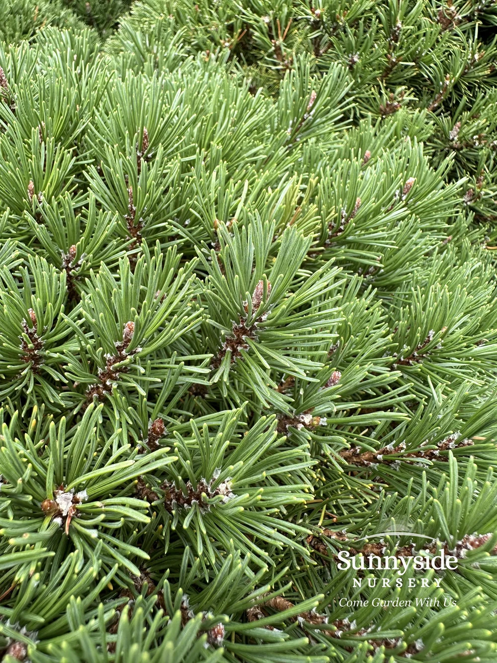 Pinus — Sunnyside Nursery