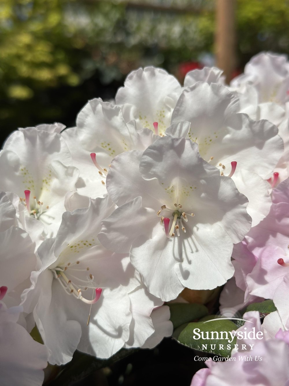 White Rhododendrons — Sunnyside Nursery