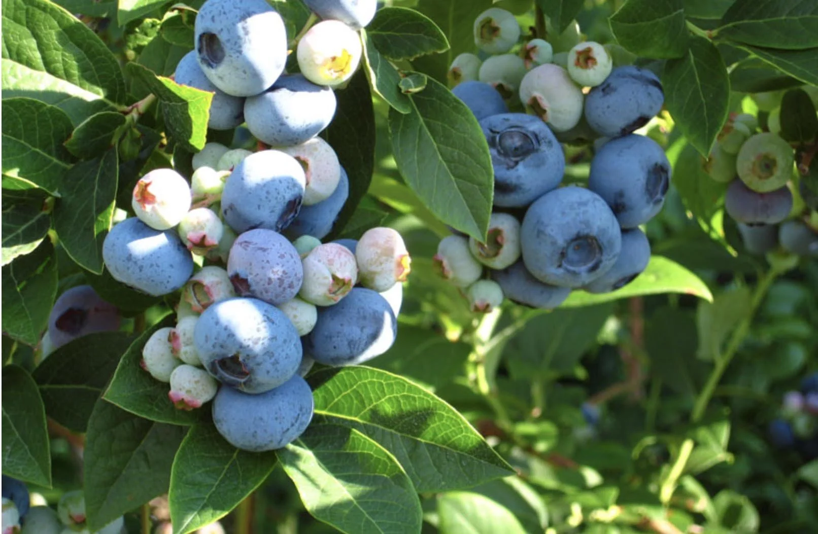 Blueberries — Sunnyside Nursery