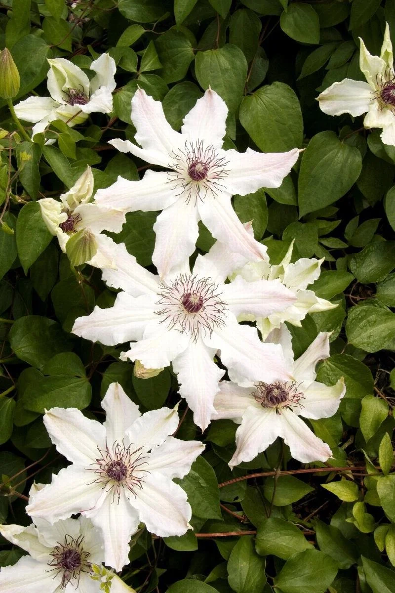 Untangling Clematis Pruning — Sunnyside Nursery
