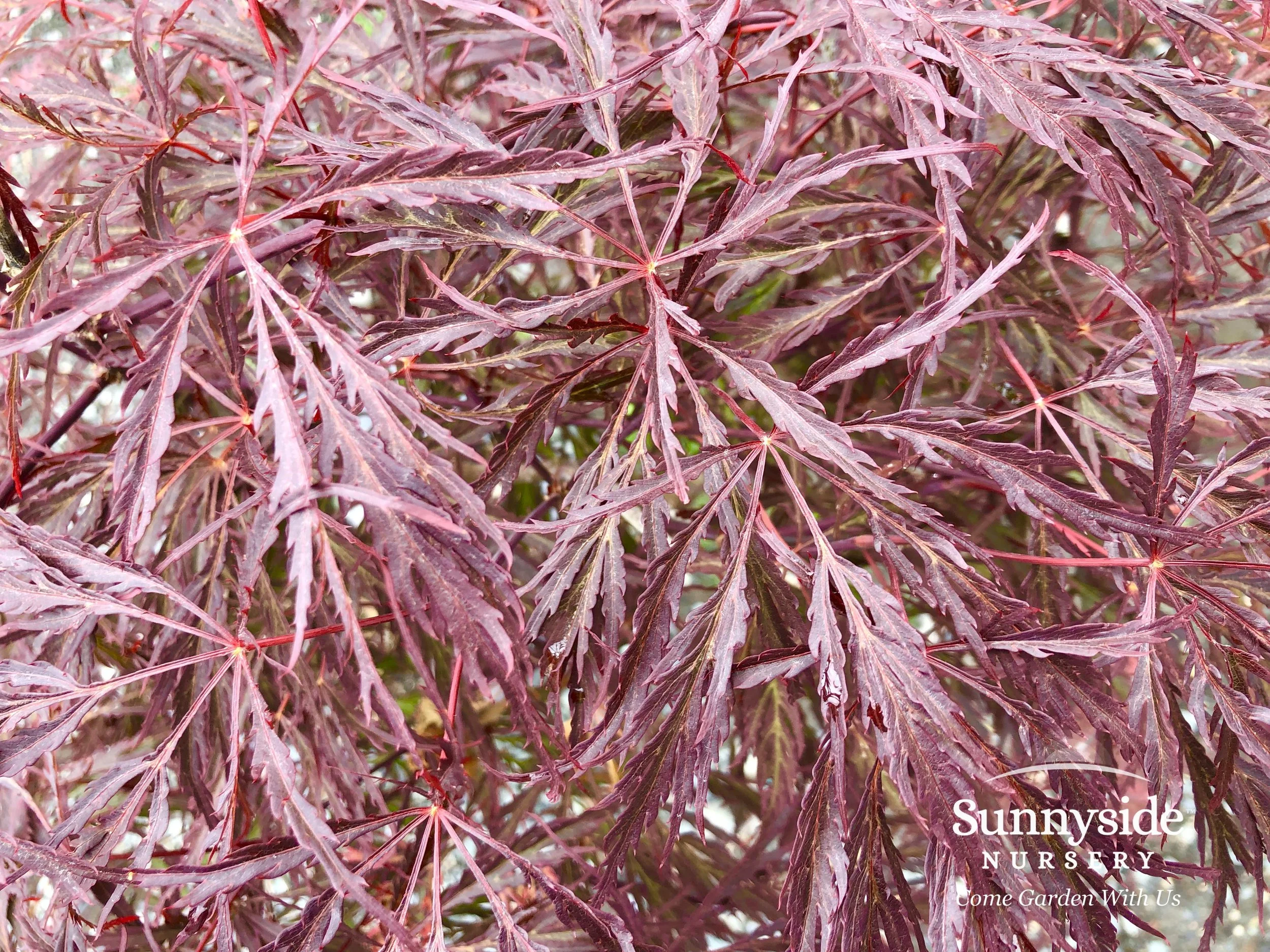 Lace-Leaf Japanese Maples — Sunnyside Nursery