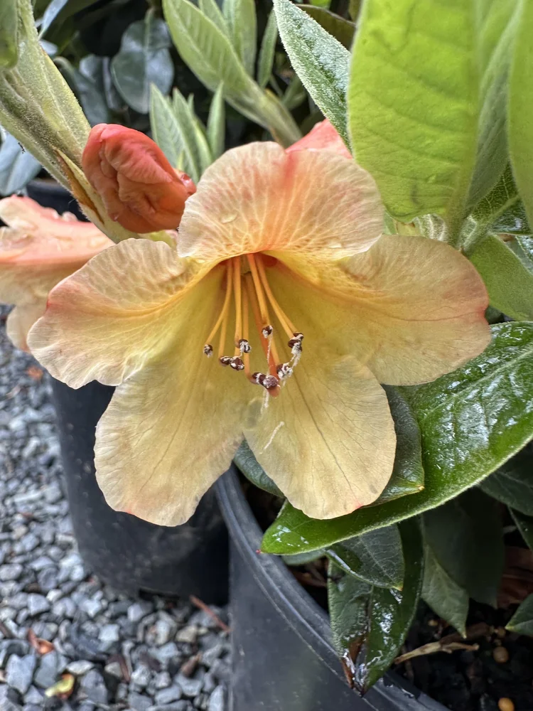 Orange & Yellow Rhododendrons — Sunnyside Nursery