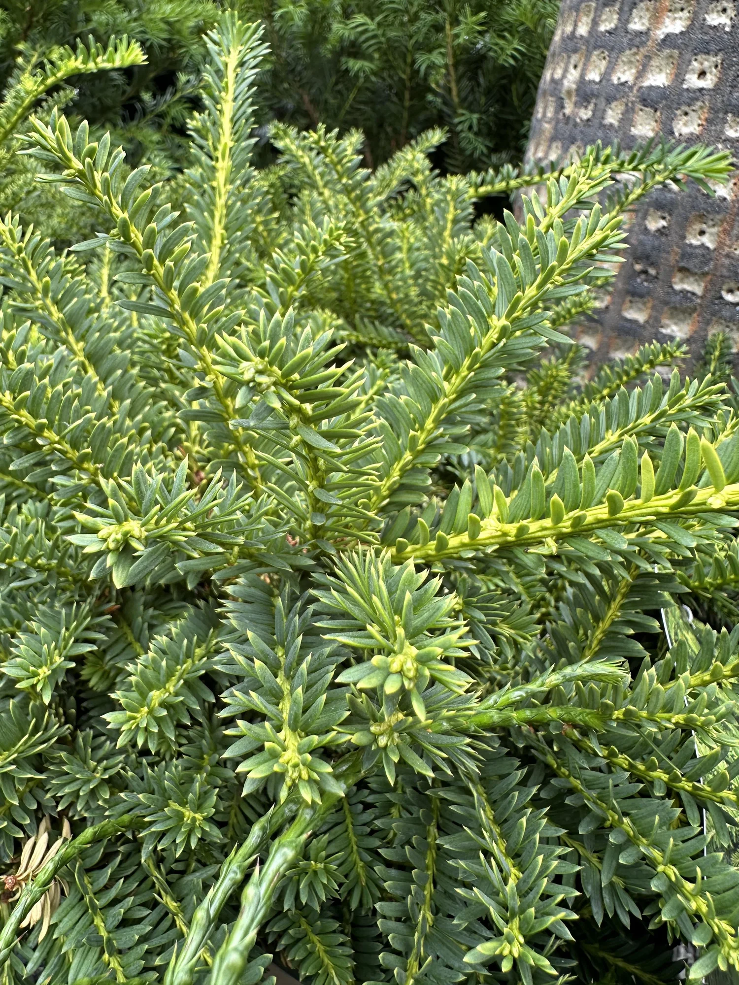 Taxus — Sunnyside Nursery