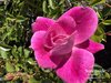 Floribunda Roses — Sunnyside Nursery