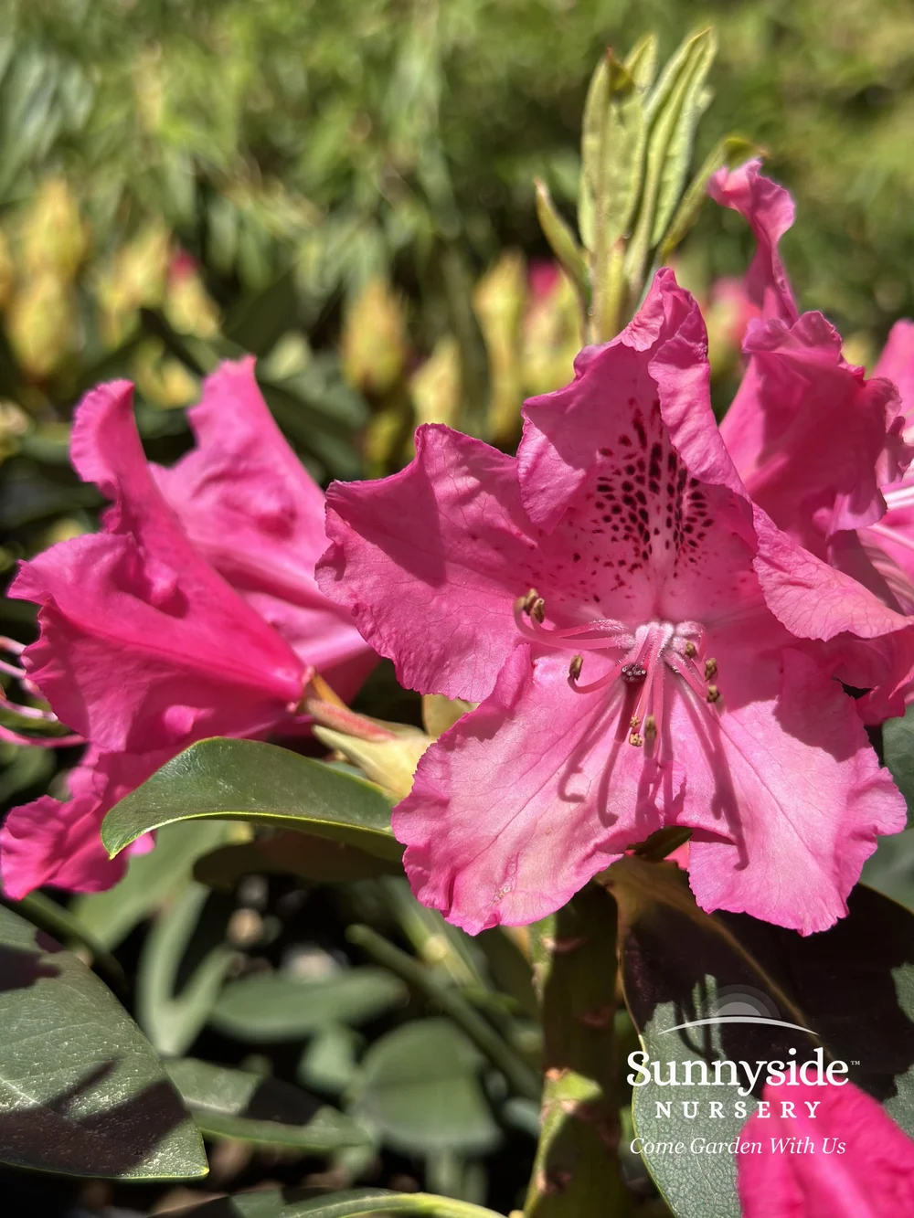 Pink Rhododendrons — Sunnyside Nursery