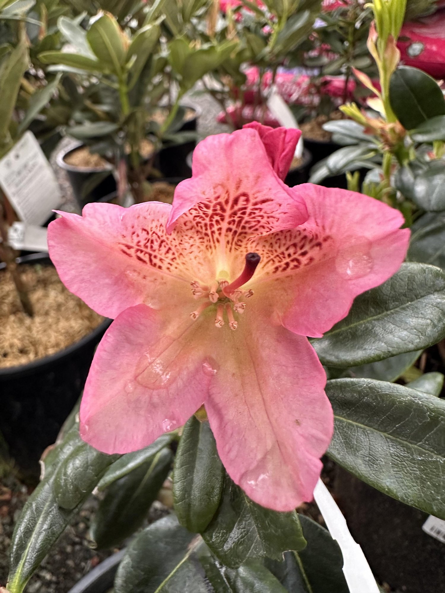 Orange & Yellow Rhododendrons — Sunnyside Nursery