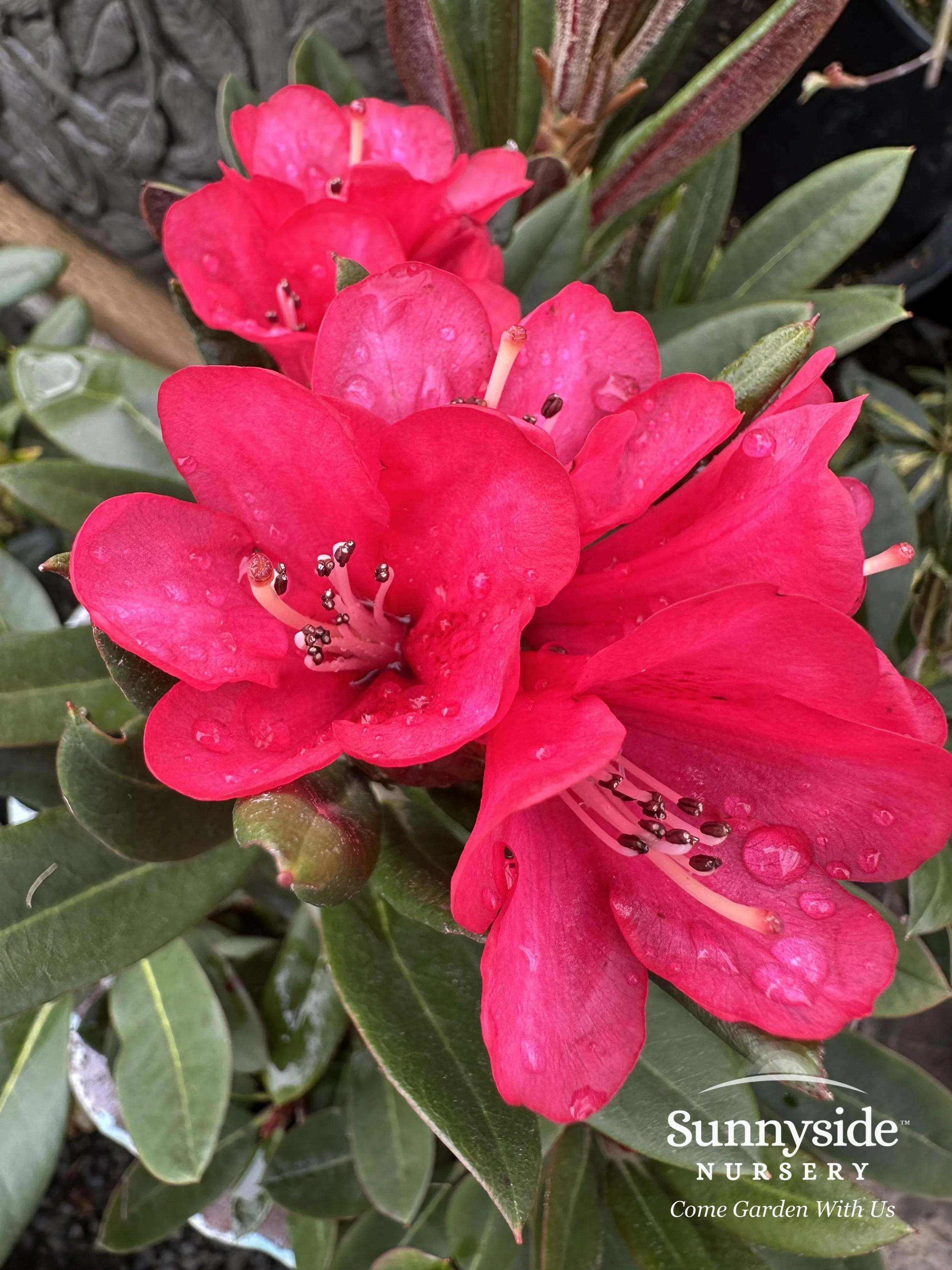 Pink Rhododendrons — Sunnyside Nursery