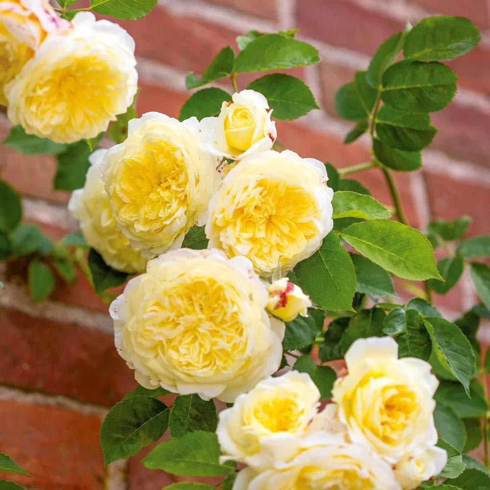 David Austin English Roses — Sunnyside Nursery