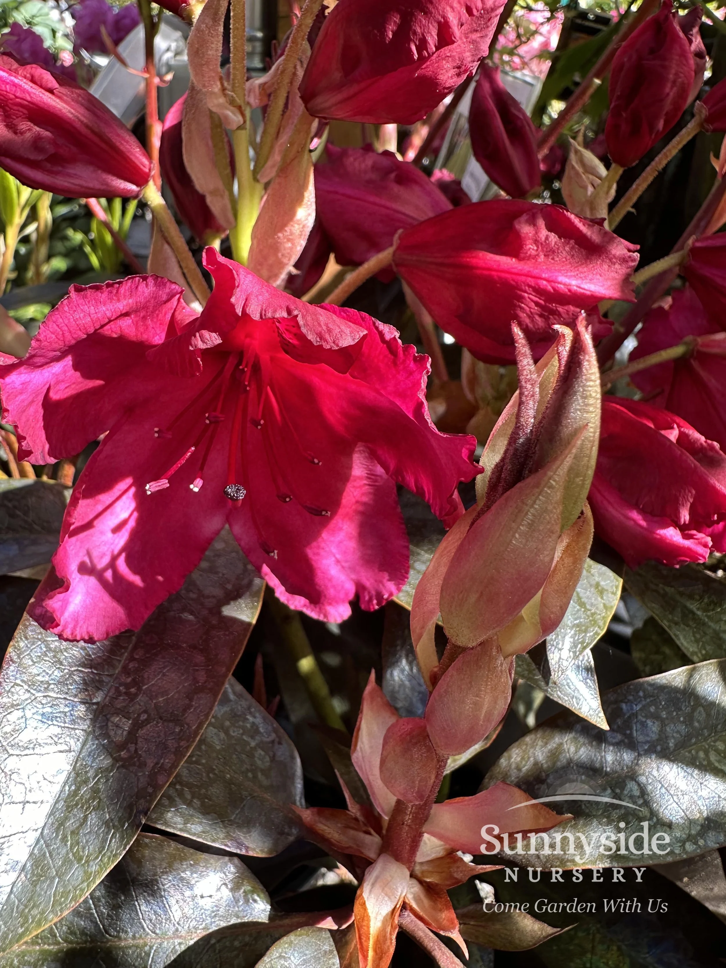 Pink Rhododendrons — Sunnyside Nursery