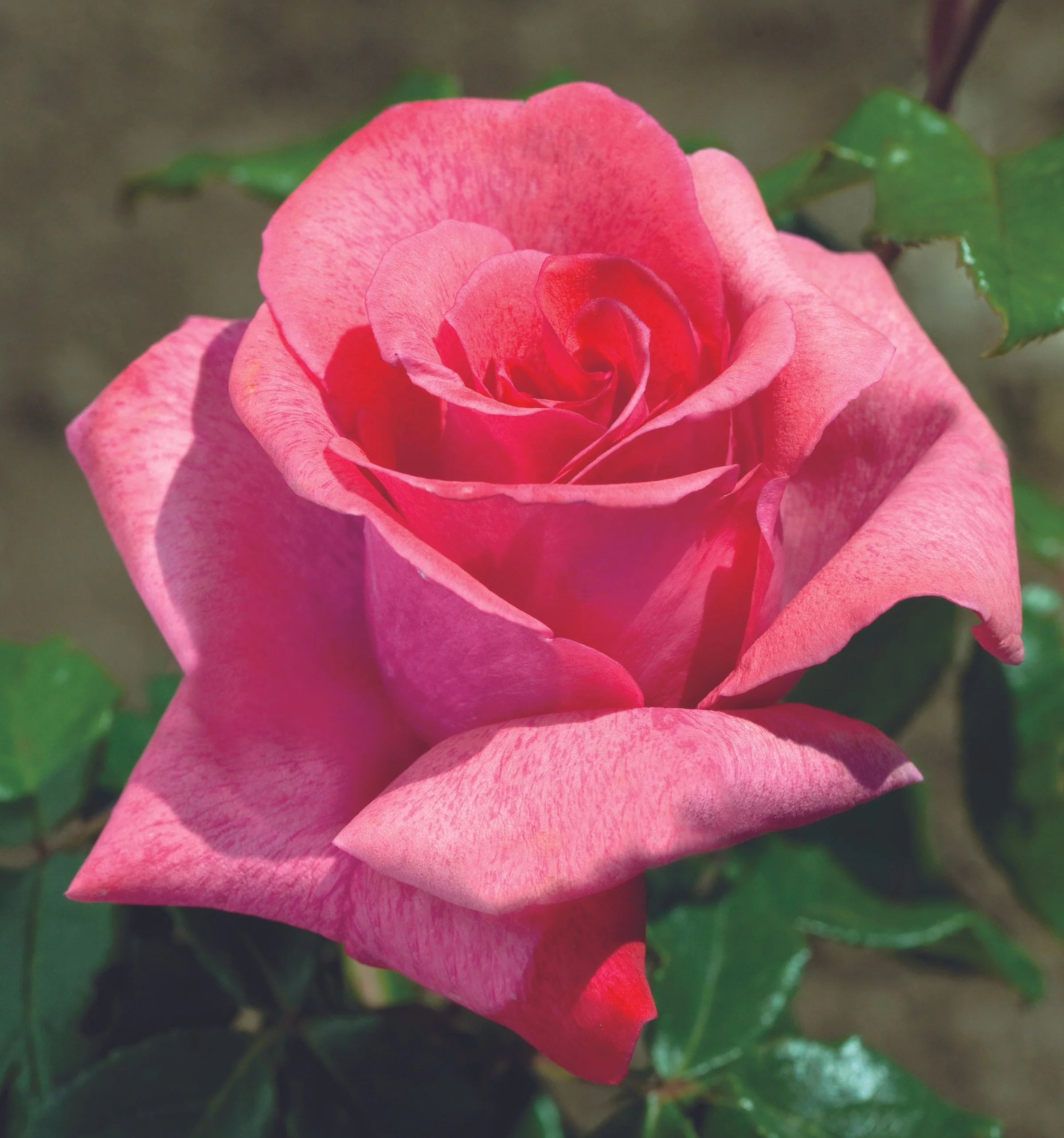 Hybrid Tea Roses — Sunnyside Nursery