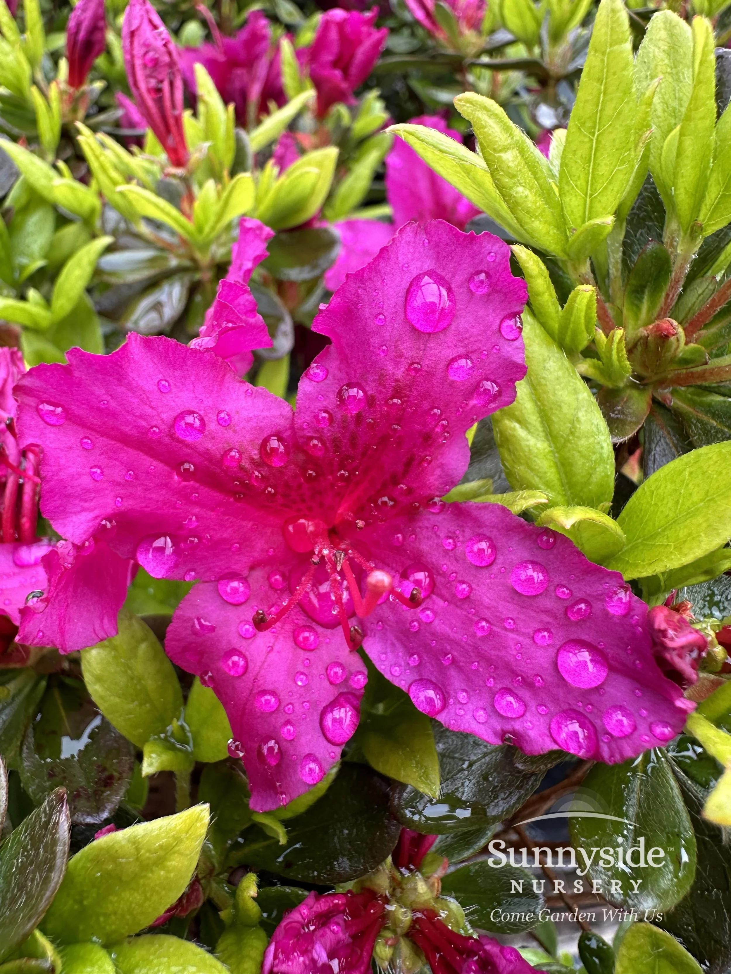 Purple Evergreen Azaleas — Sunnyside Nursery