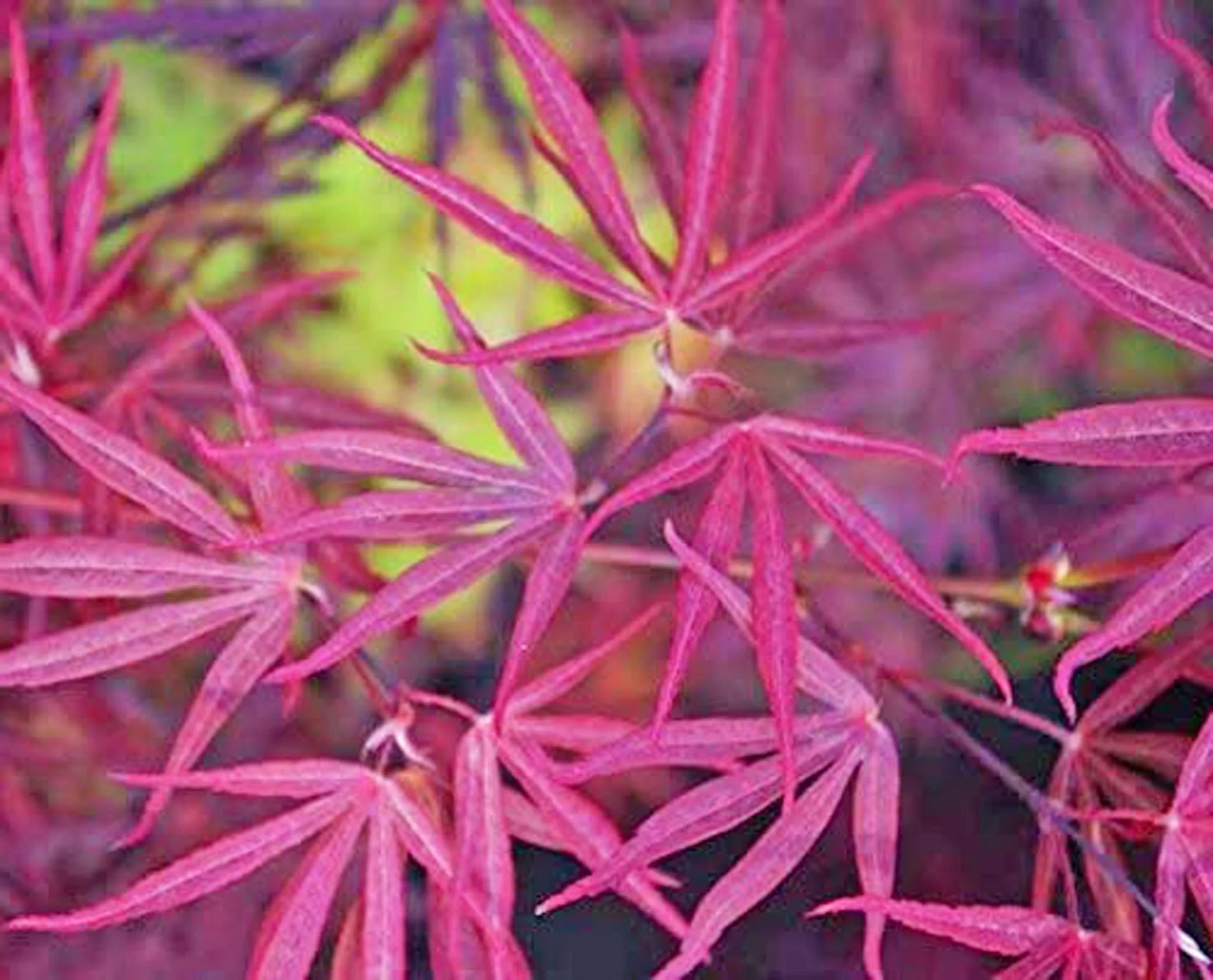Japanese Maples Under 10 Feet A-M — Sunnyside Nursery
