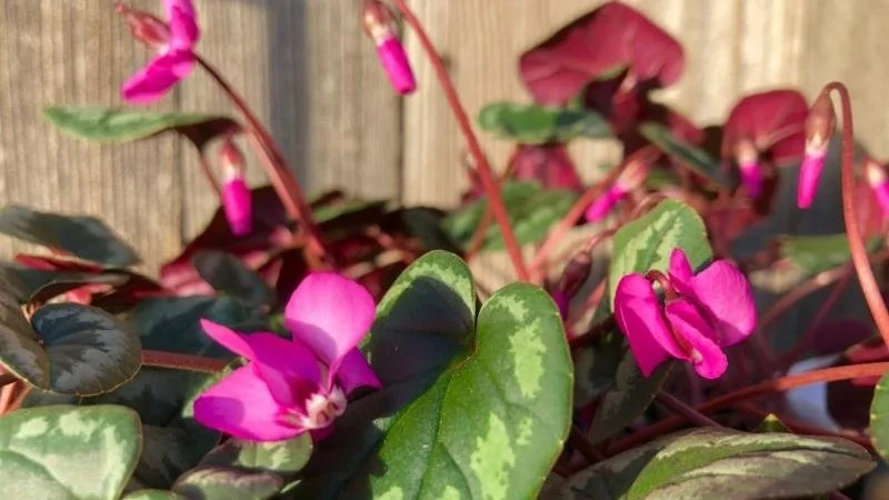 Hardy Cyclamen - Cool Season Jewels — Sunnyside Nursery
