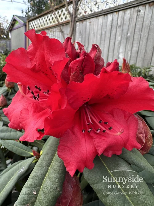 Red Rhododendrons — Sunnyside Nursery