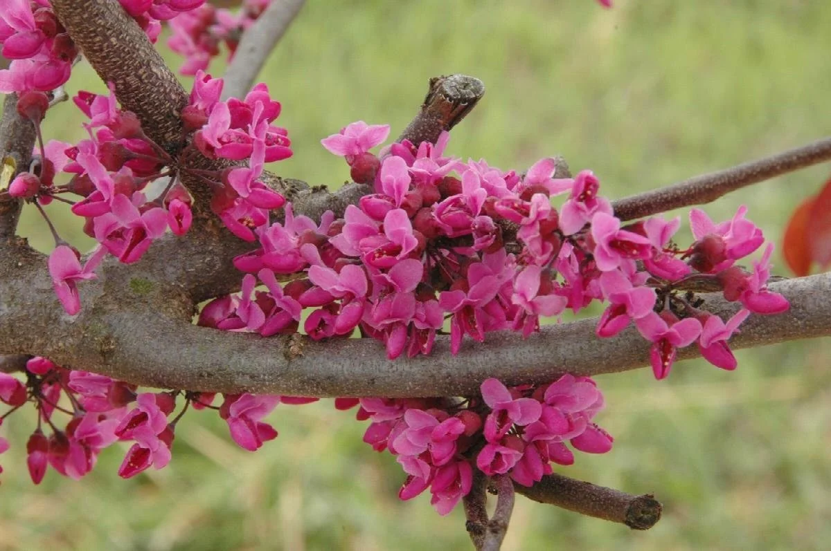Redbud Trees — Sunnyside Nursery