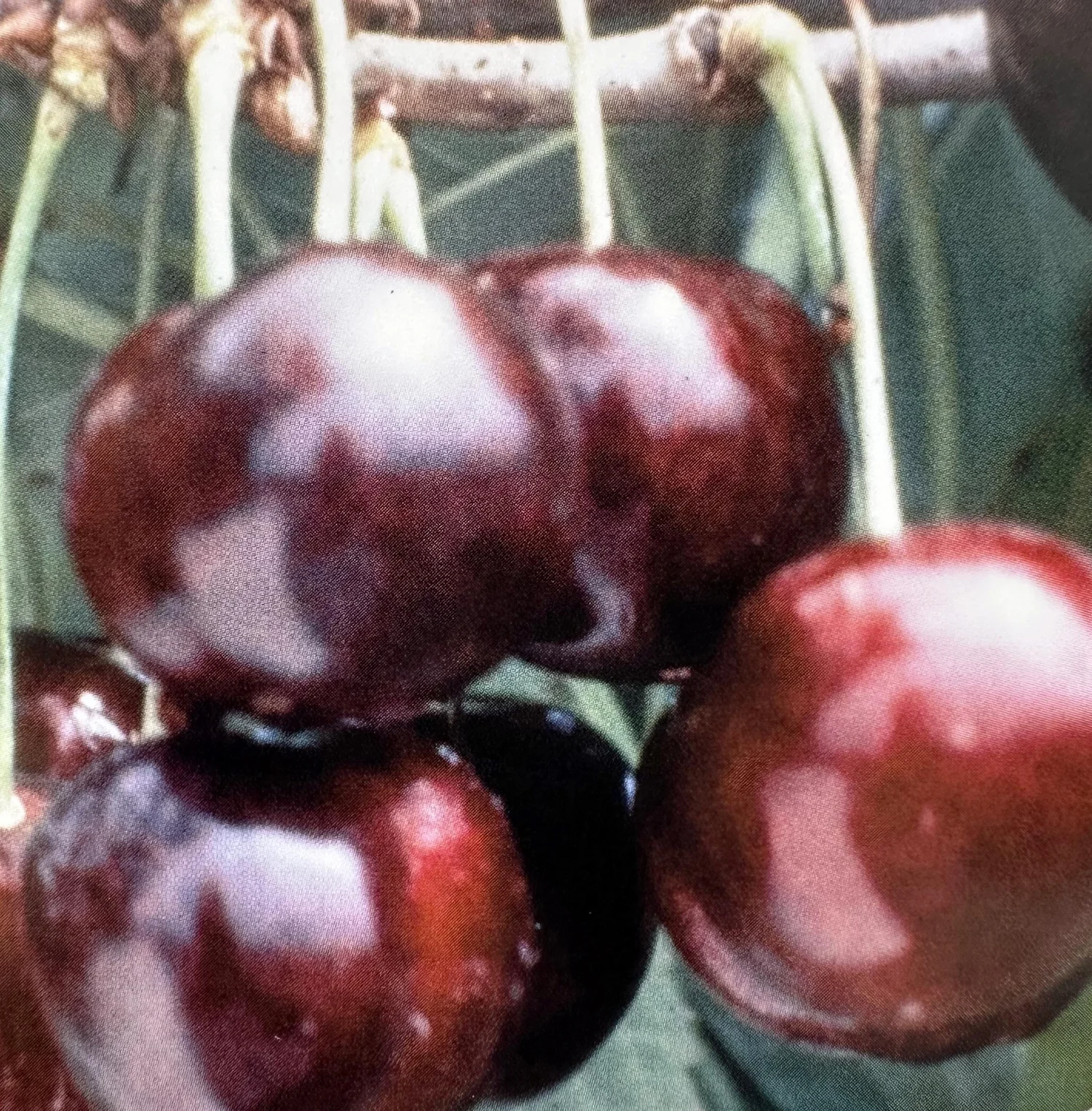 Cherry Trees — Sunnyside Nursery