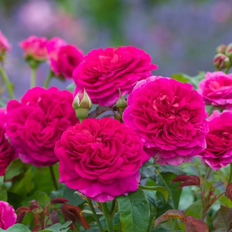 David Austin English Roses — Sunnyside Nursery
