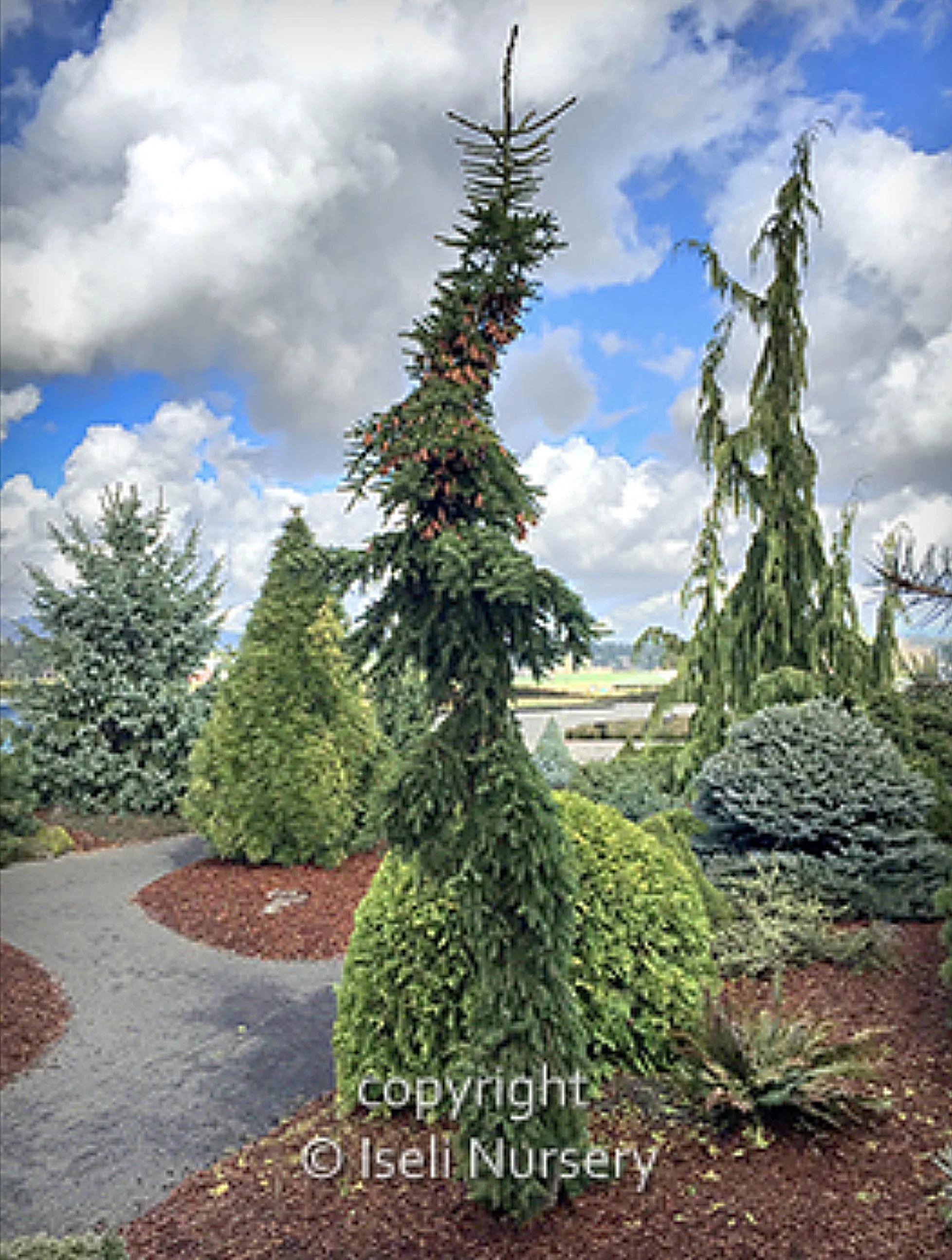 Picea — Sunnyside Nursery