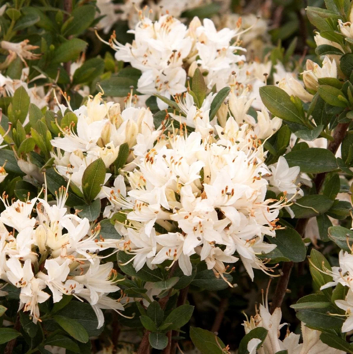 Deciduous Azaleas — Sunnyside Nursery