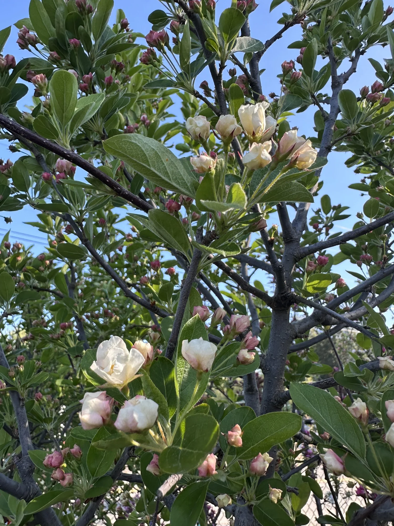 Flowering Crabapple Trees — Sunnyside Nursery