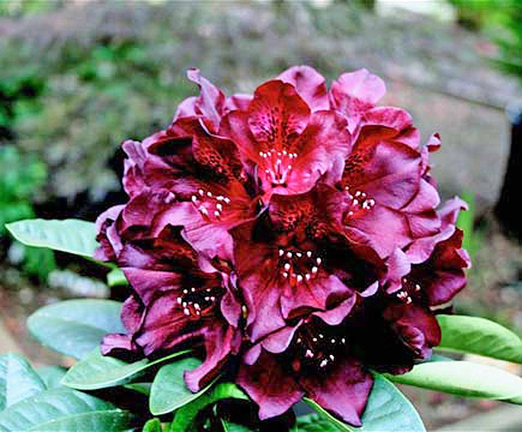 Red Rhododendrons — Sunnyside Nursery