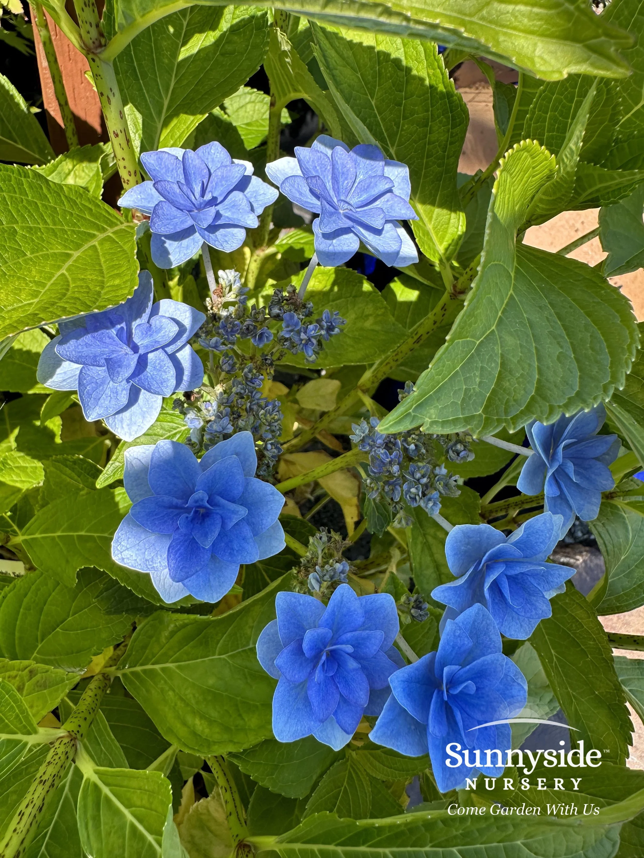 Big Leaf Hydrangeas — Sunnyside Nursery