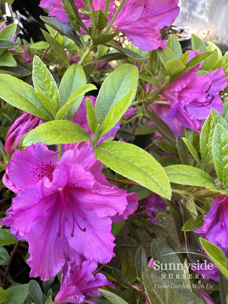 Purple Evergreen Azaleas — Sunnyside Nursery