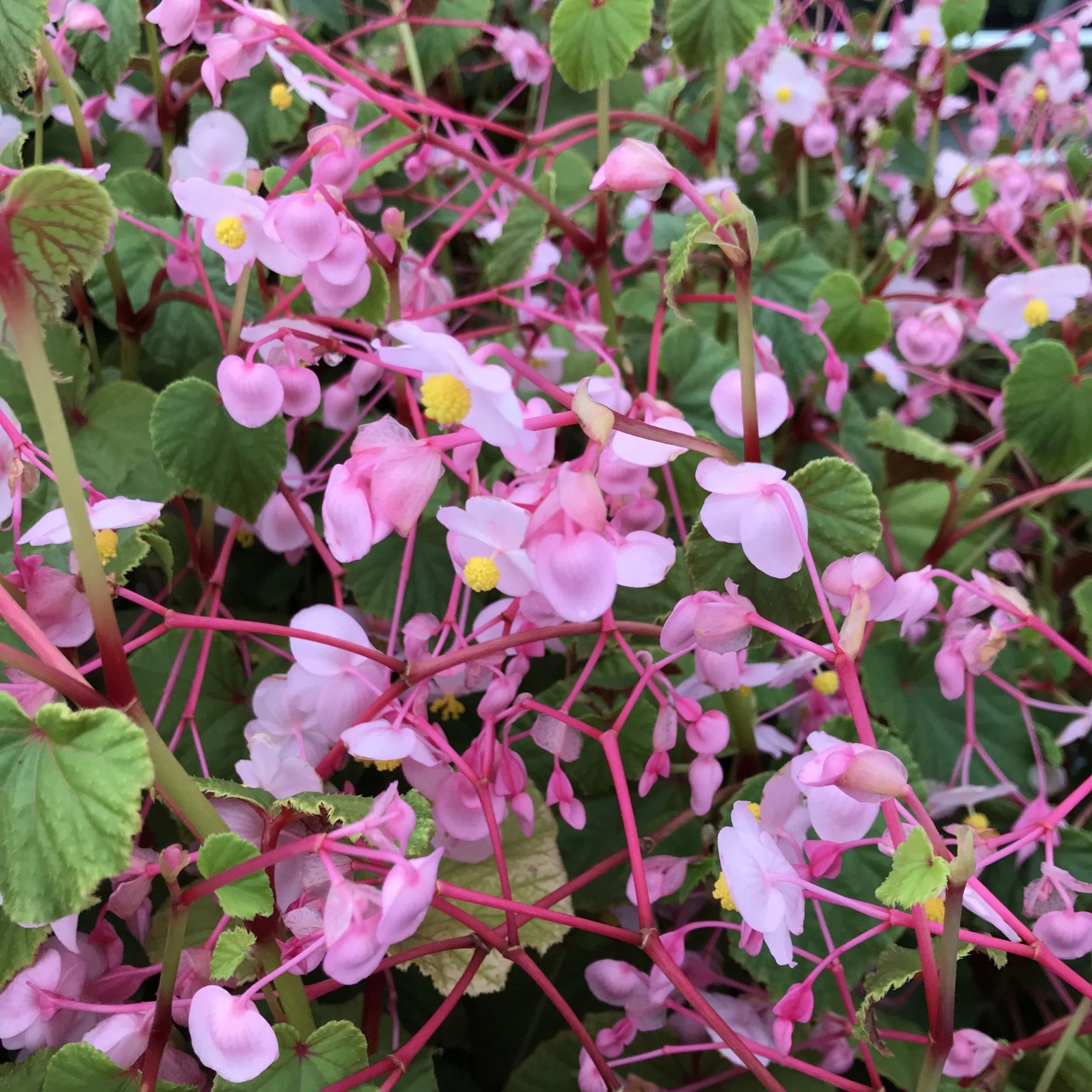 Begonia Grandis — A tropical treasure that is completely hardy for the ...