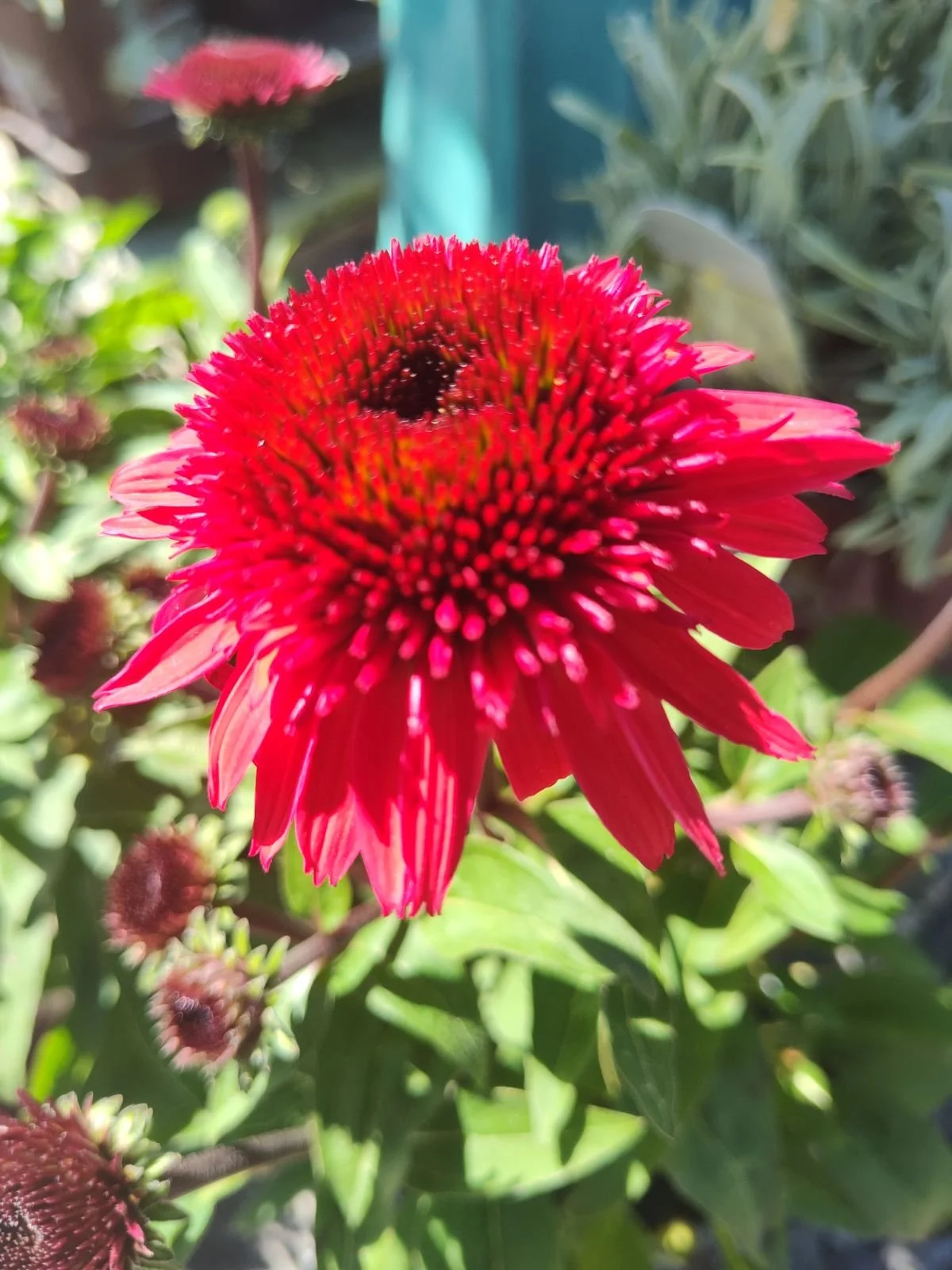 Captivating Coneflowers — Sunnyside Nursery