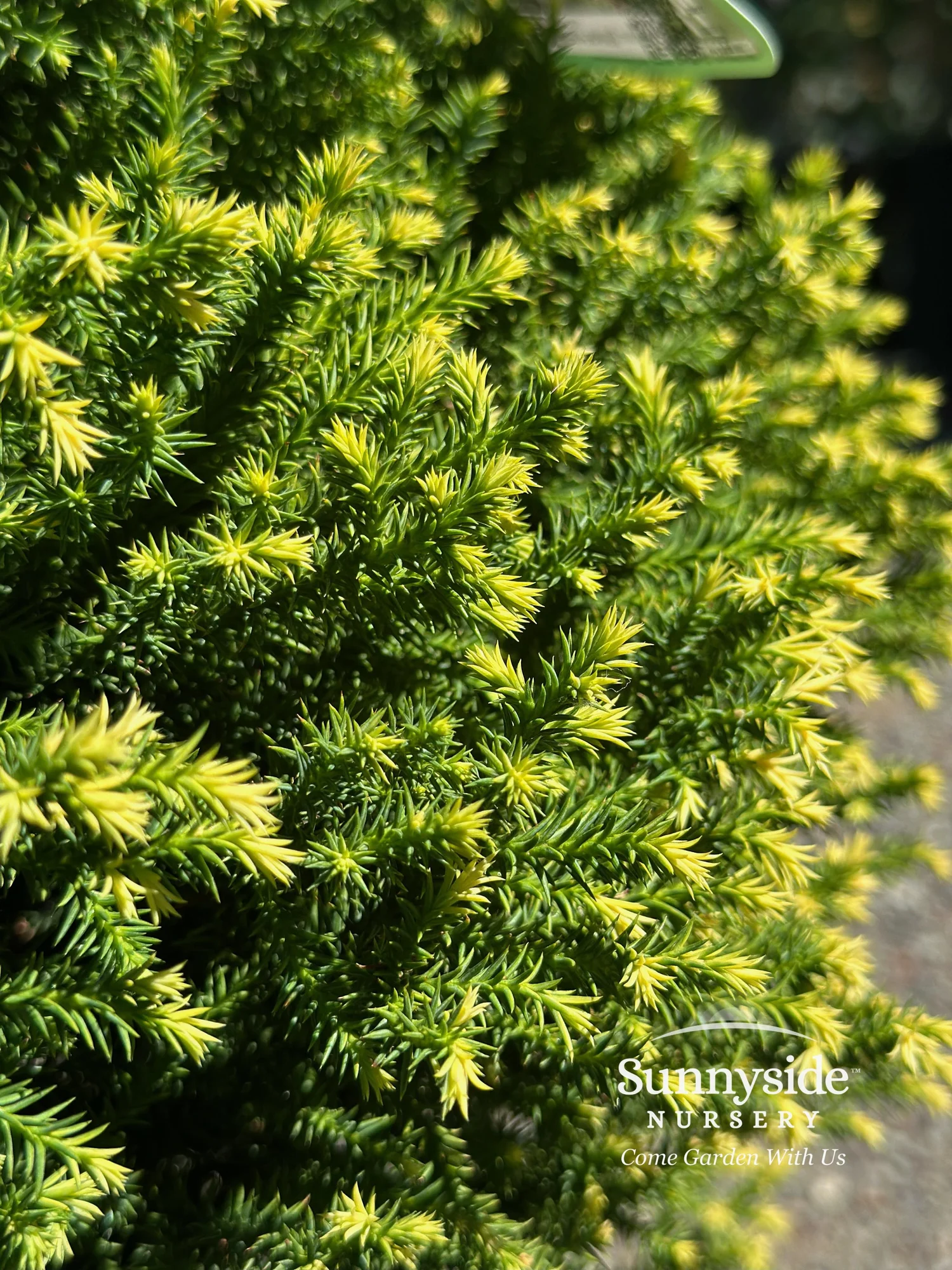 Cryptomeria — Sunnyside Nursery