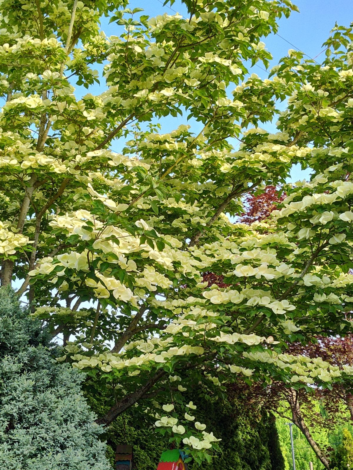 Dazzling Dogwoods — Sunnyside Nursery