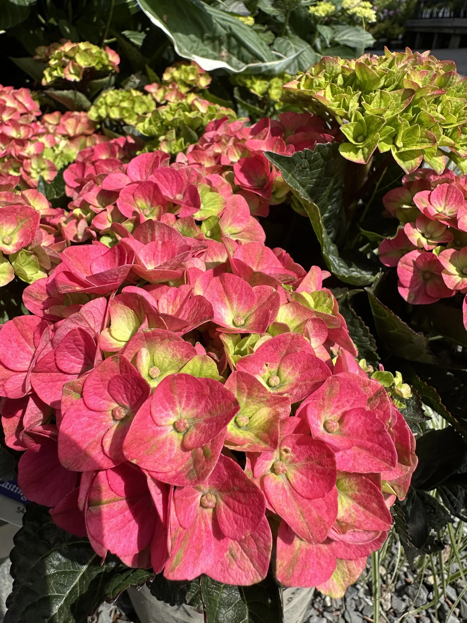 Seaside Serenade Hydrangeas — Sunnyside Nursery