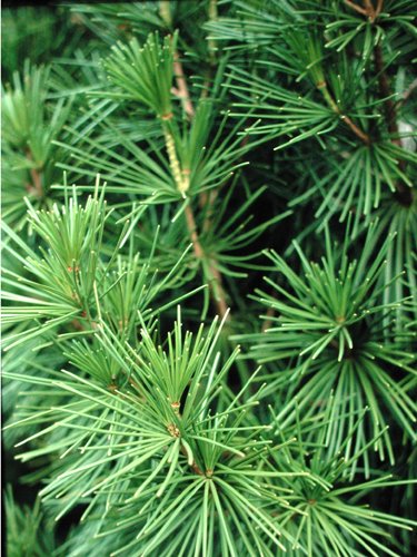 A Few New Conifers For Plant Enthusiasts — Sunnyside Nursery