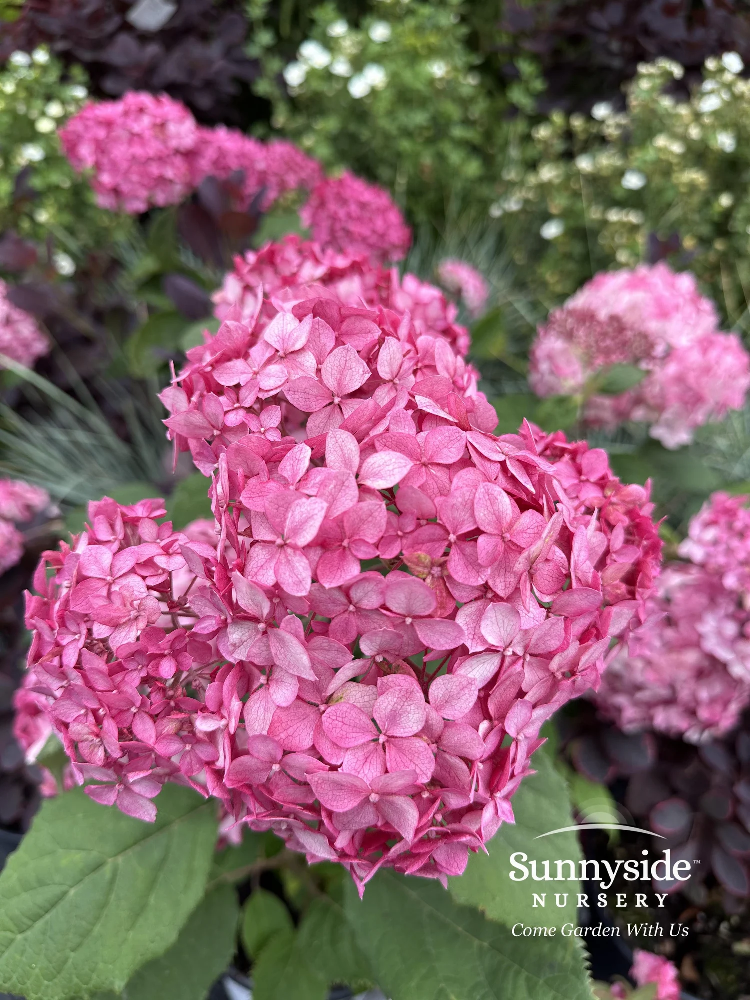 Sun Hydrangeas — Sunnyside Nursery