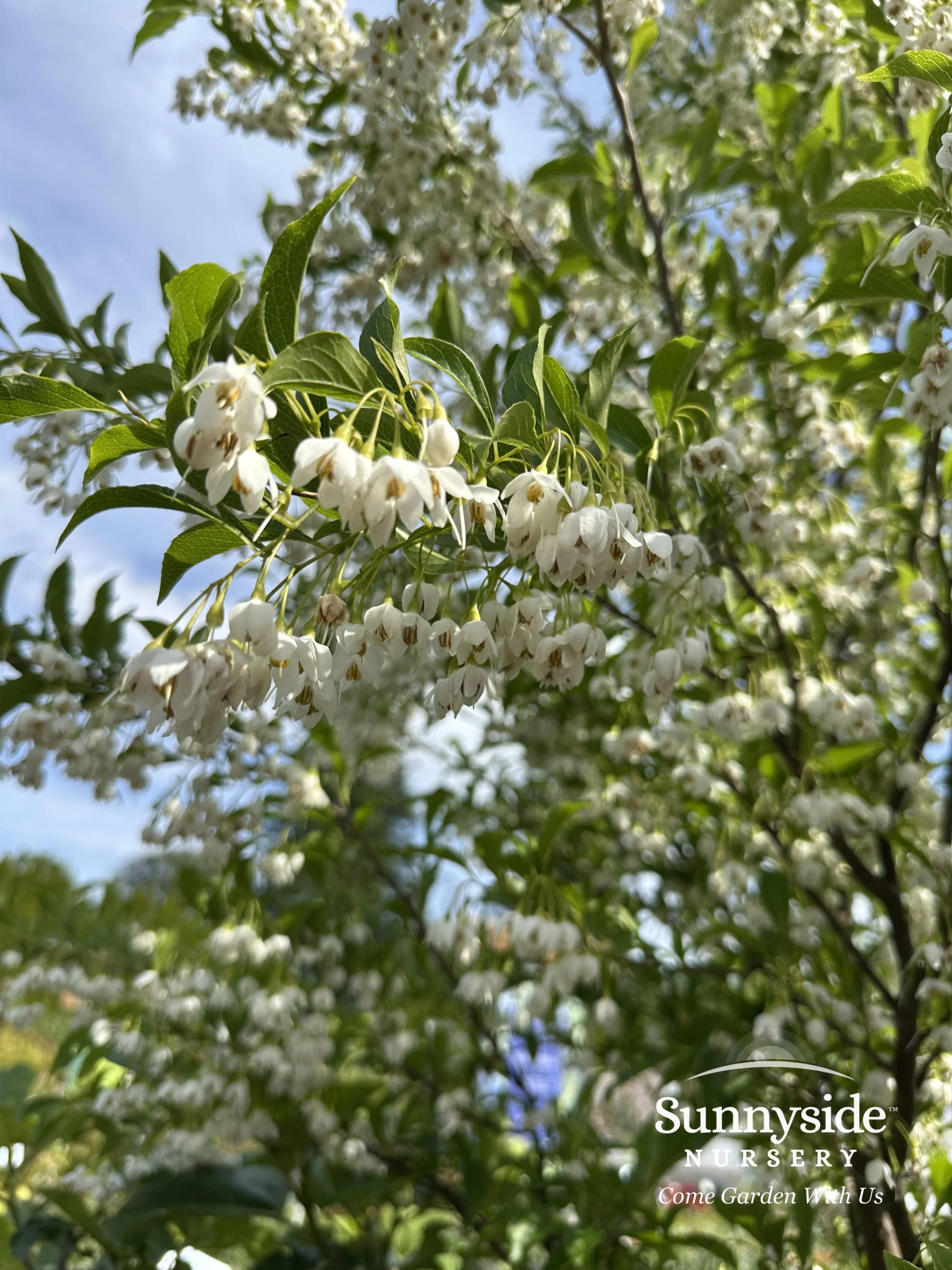 Japanese Snowbell Trees — Sunnyside Nursery