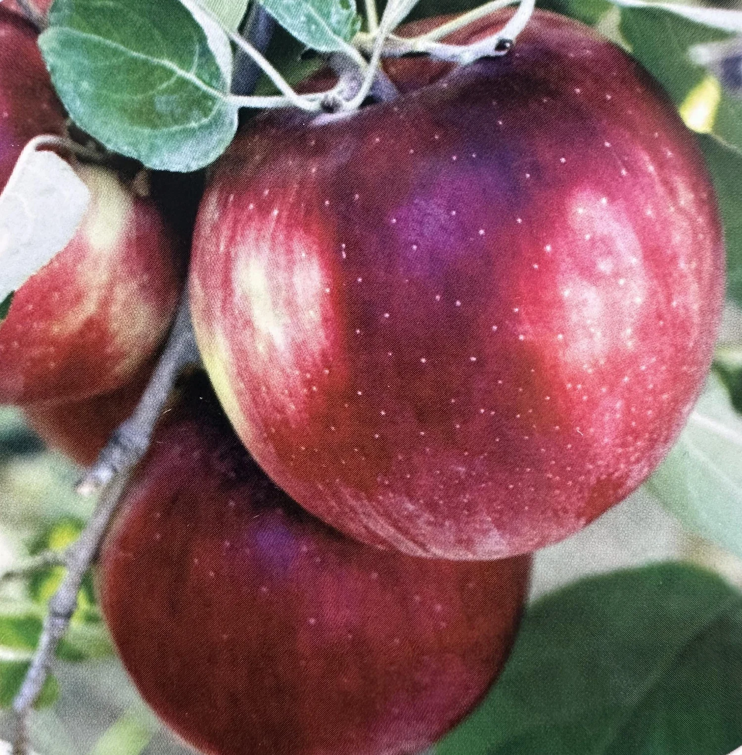 Apple Trees — Sunnyside Nursery
