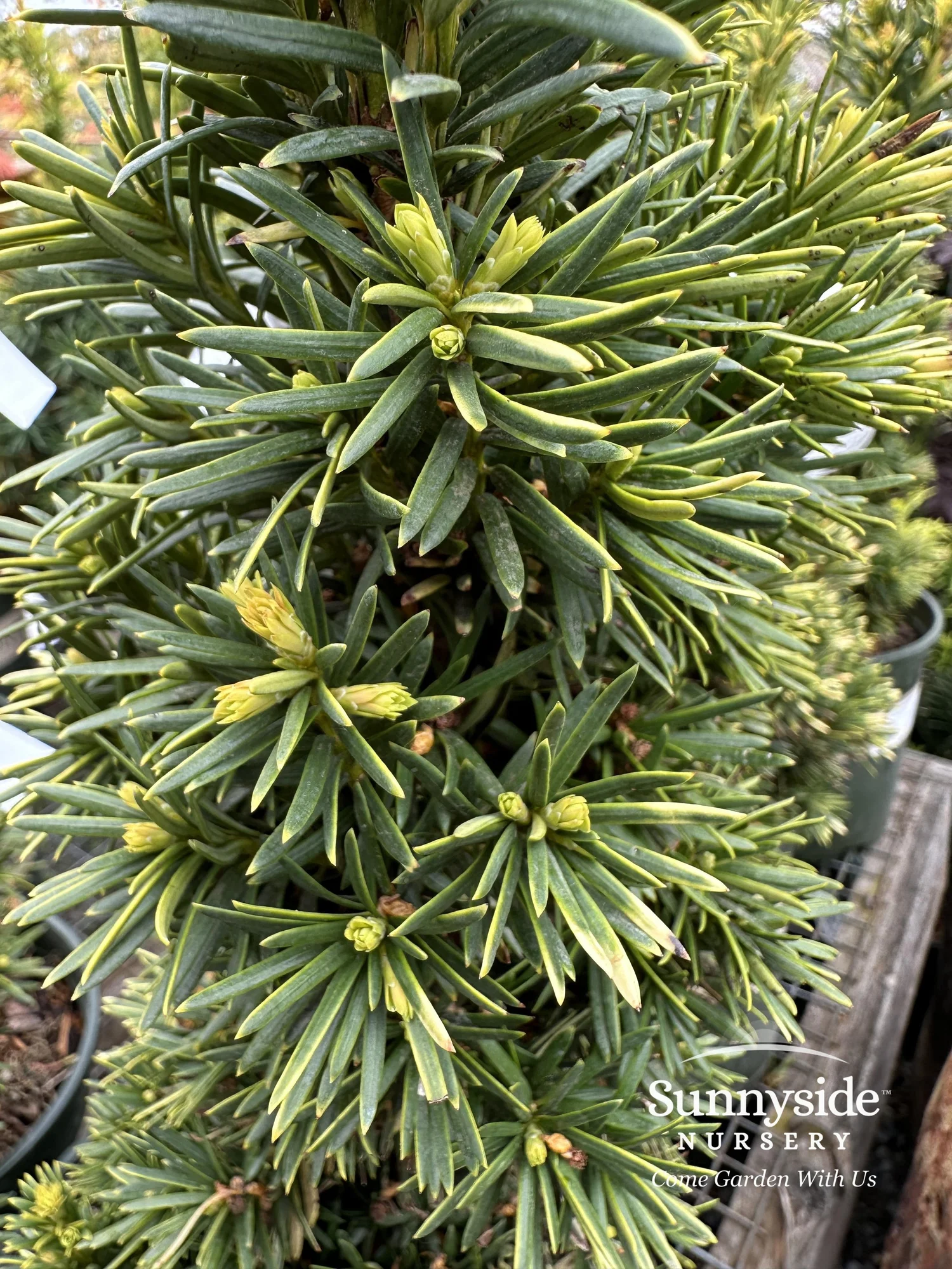 Taxus — Sunnyside Nursery