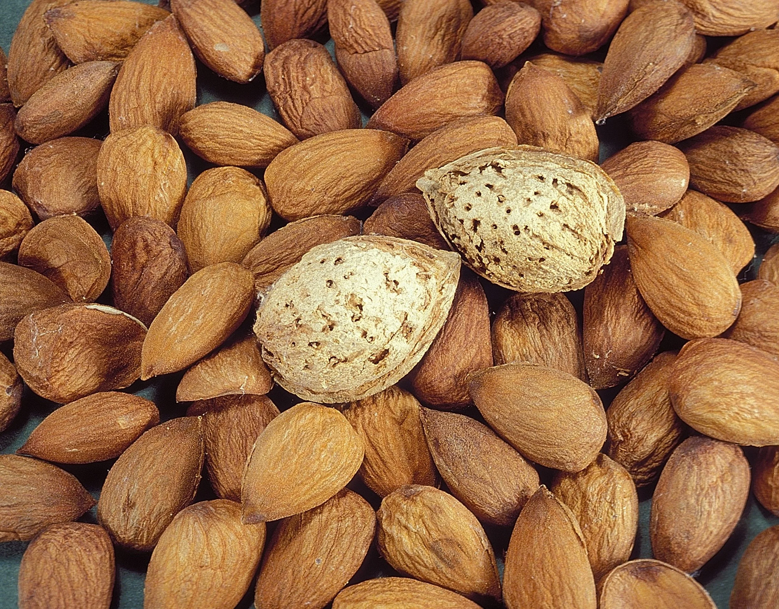 One Almond Nut