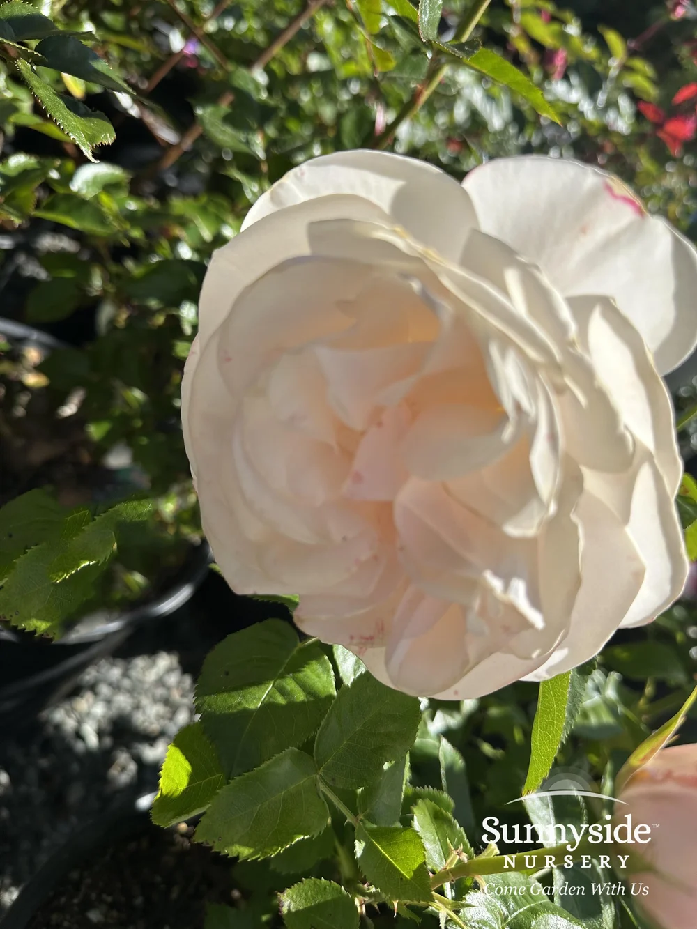 Floribunda Roses — Sunnyside Nursery